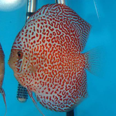 Ring Leopard Discus Fish | Rainforestfish.ie | Buy Fish Online