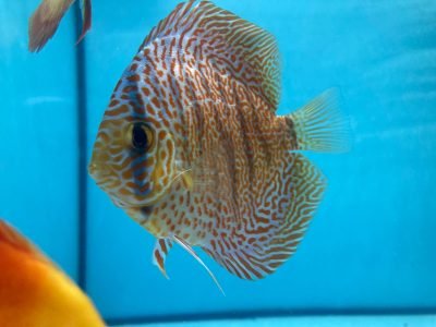 Panthera Leopard – Rainforest Fish