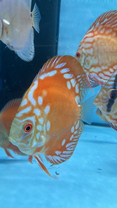 Red Panda Discuss Fish | Rainforestfish.ie | Buy Fish Online