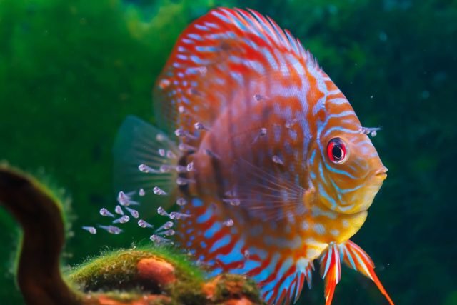 Home - Rainforest Fish