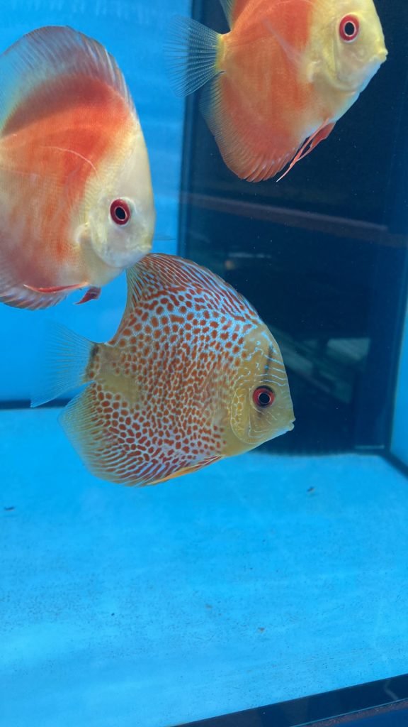 Golden Spotted – Rainforest Fish