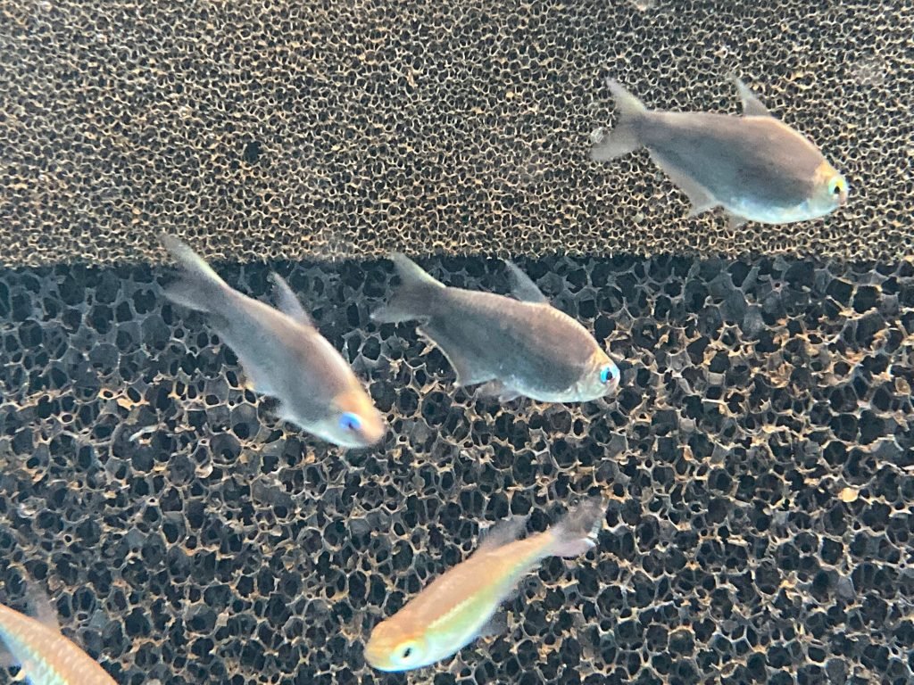 Swordtail Wagtail – Rainforest Fish