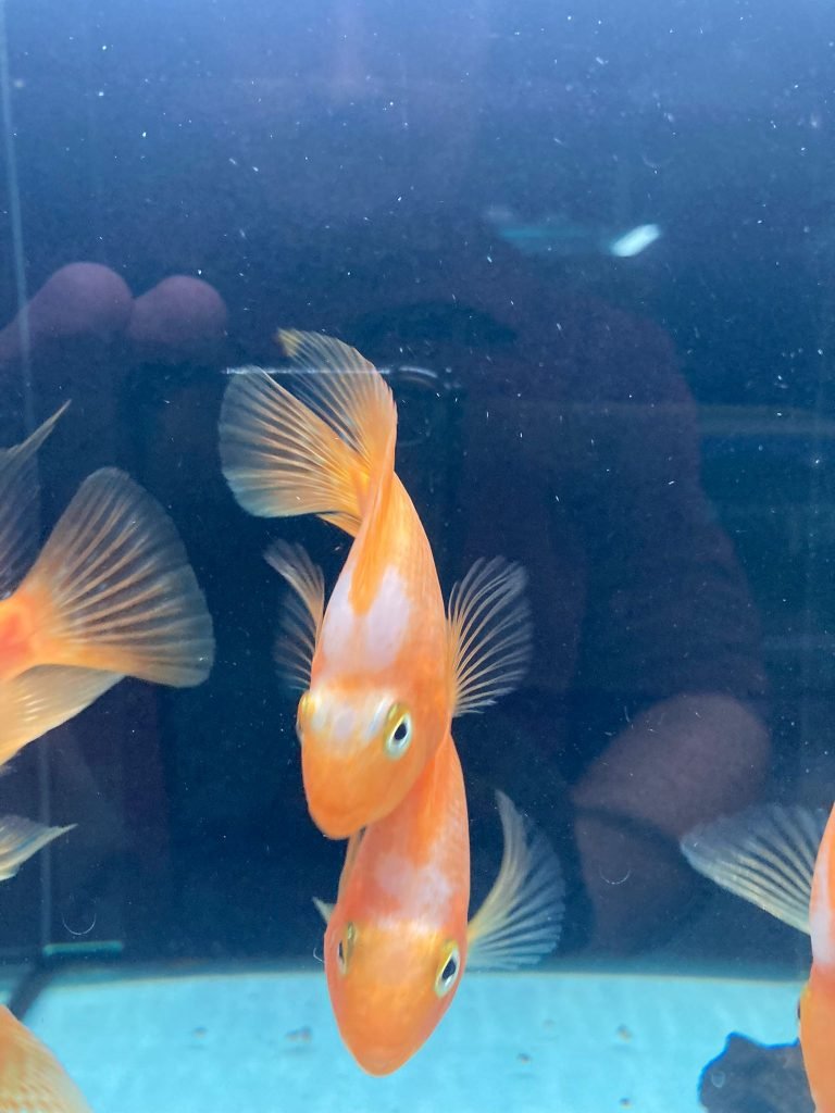 Red Endler Guppy – Rainforest Fish