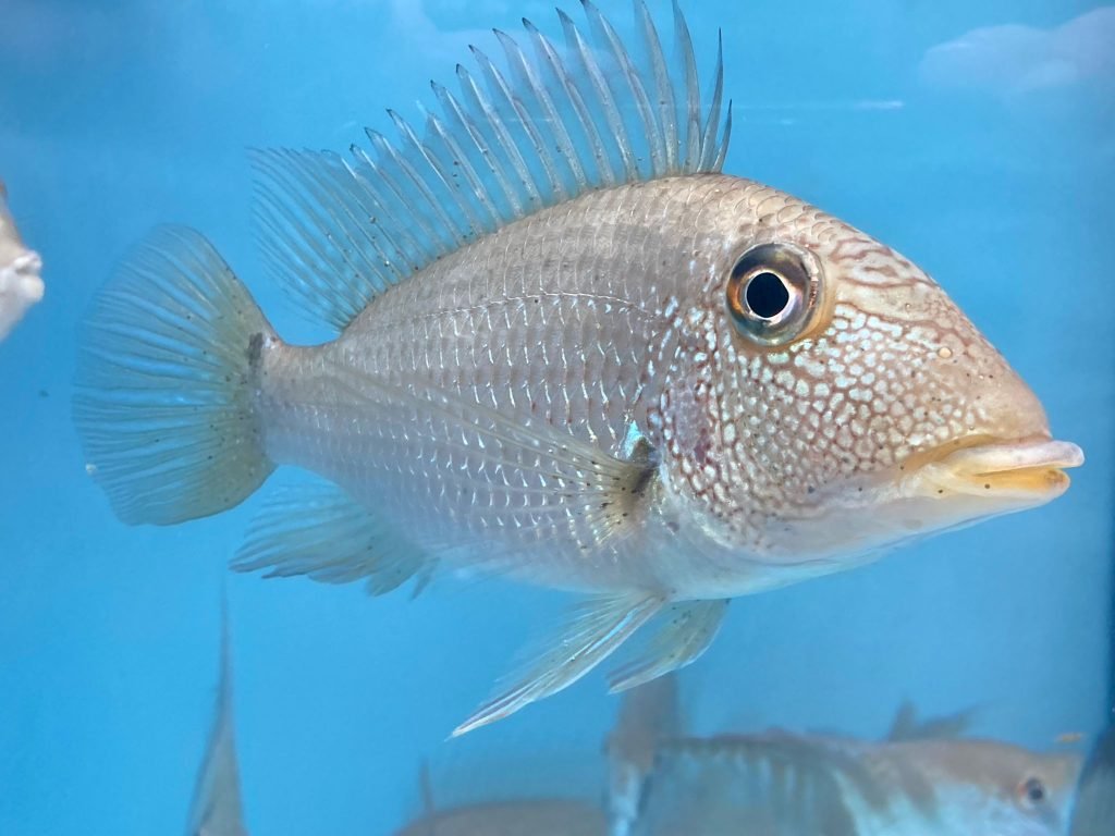 Peruensis Angel – Rainforest Fish