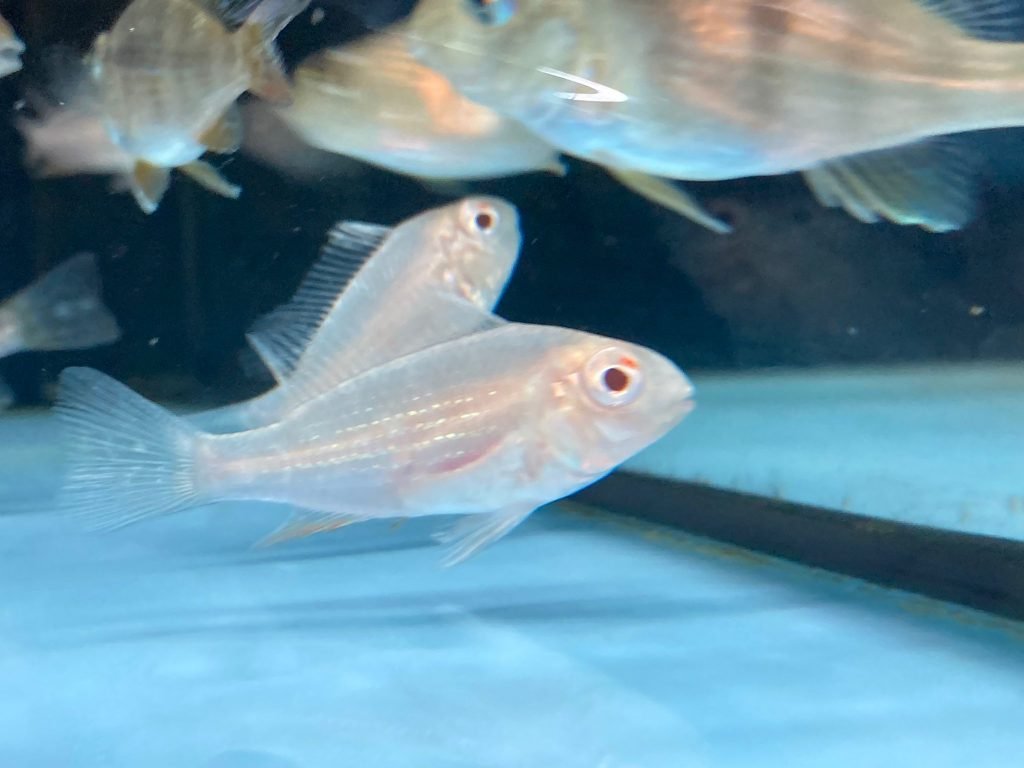 Freshwater Fish – Rainforest Fish