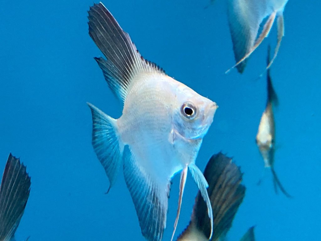 Tropical Fish – Rainforest Fish