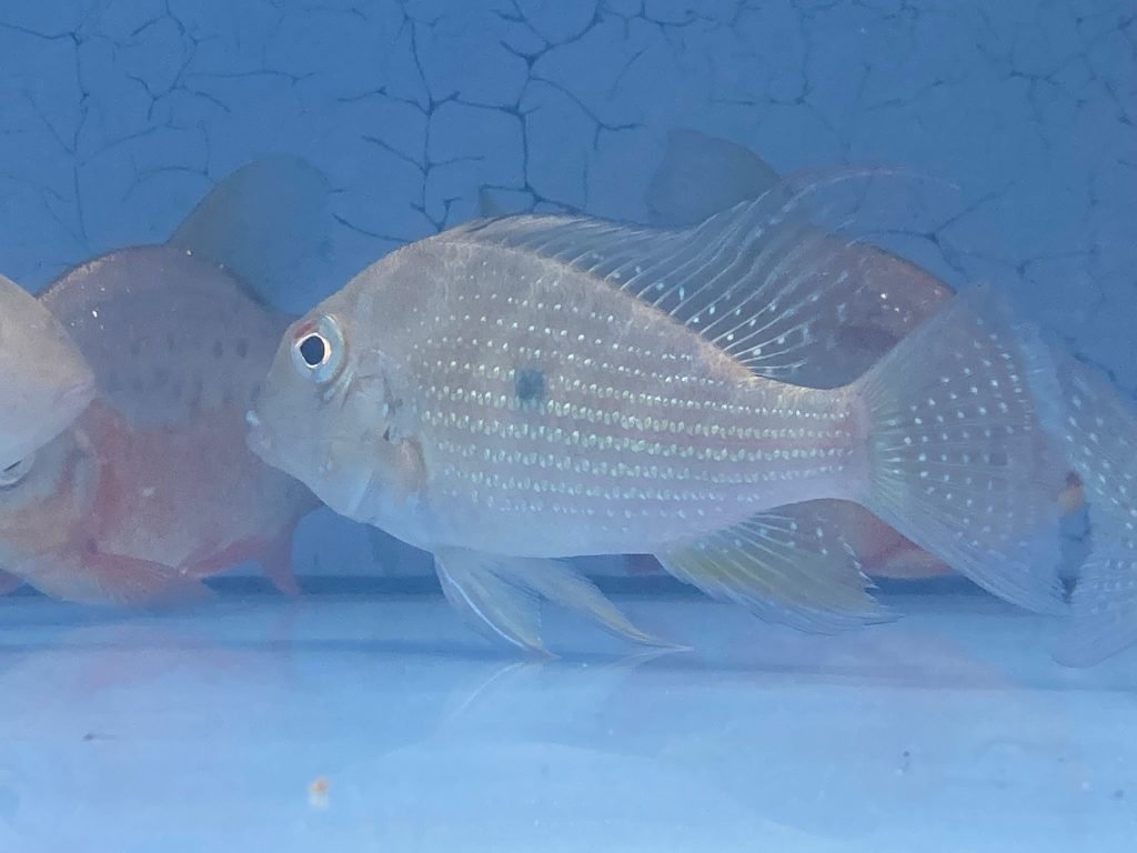 Freshwater Fish Archives - Rainforest Fish