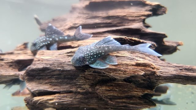 Mollusc and Shrimp Archives - Rainforest Fish