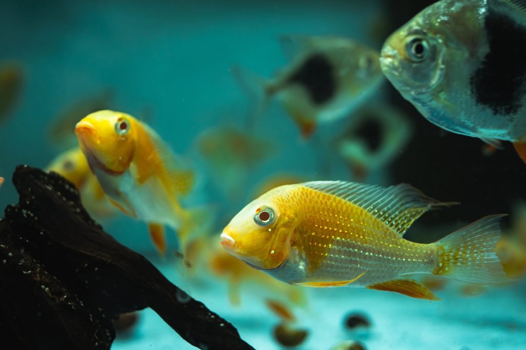 Freshwater Fish Archives - Rainforest Fish