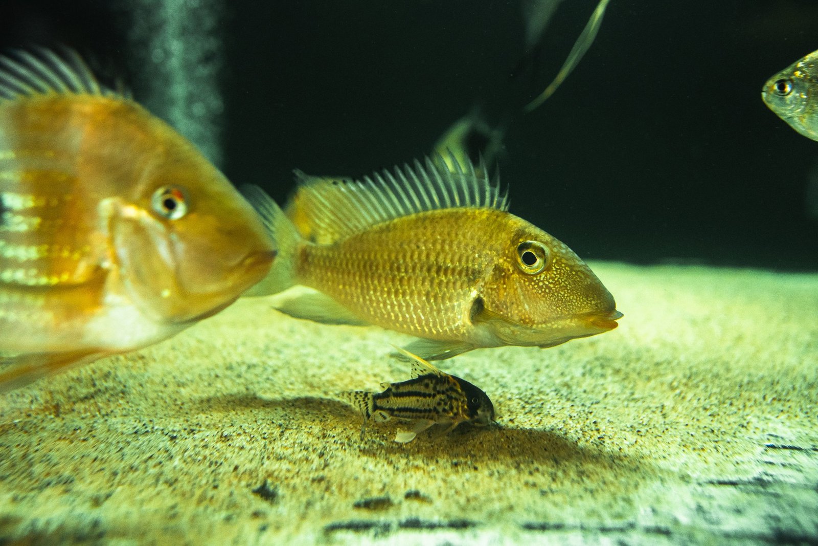 Wild Geophagus Blue Pearl L - Rainforest Fish