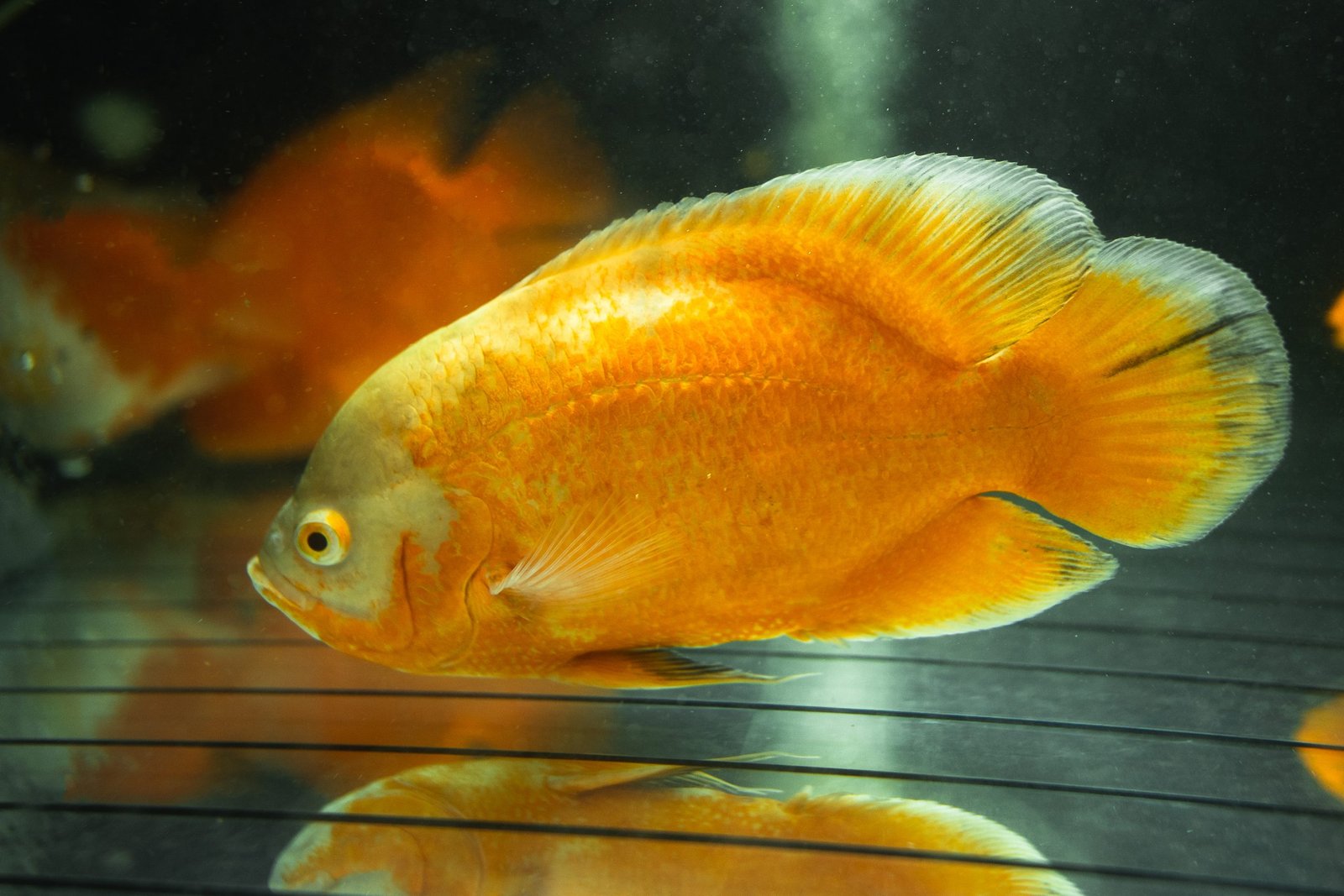 Red Oscar - Rainforest Fish