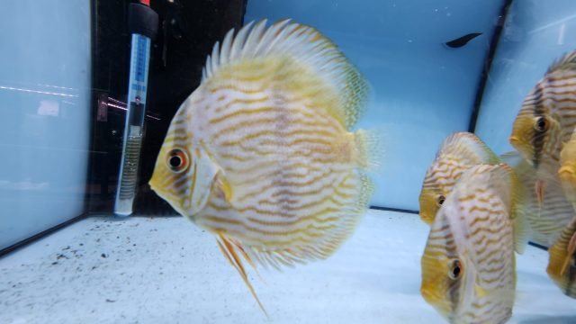 Mollusc and Shrimp Archives - Rainforest Fish