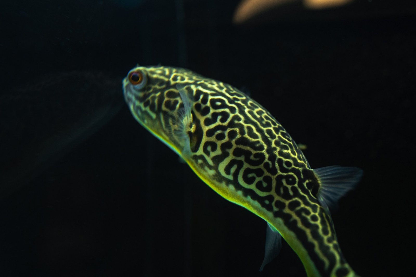 MBU Puffer - Rainforest Fish