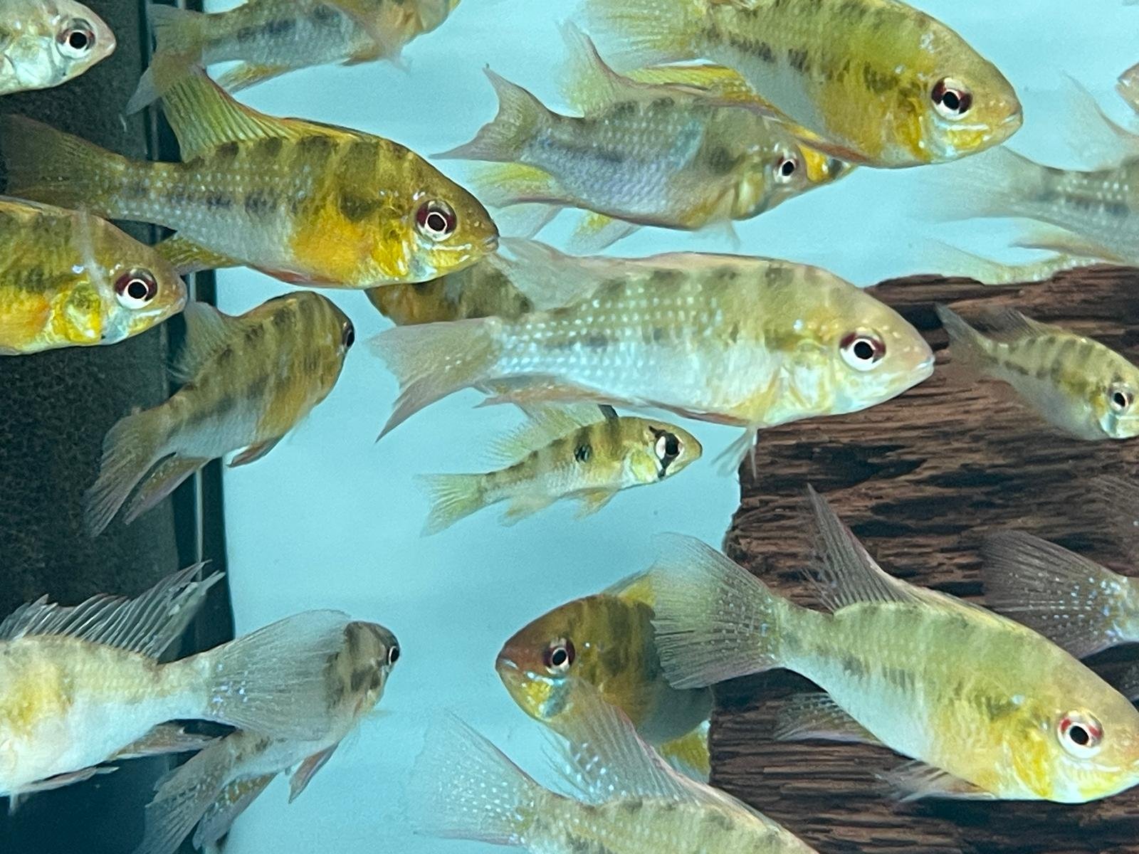 Blue Ramirez - Rainforest Fish