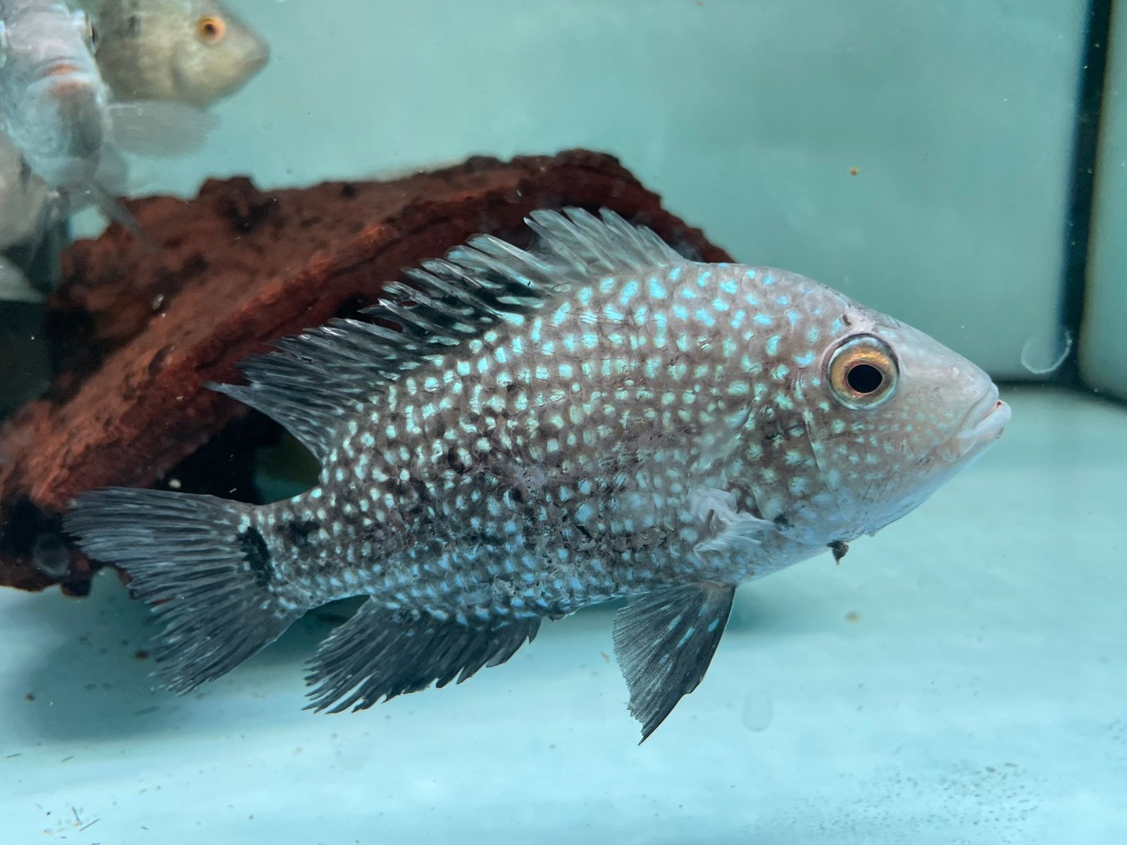 Short body Texas Cichlid - Rainforest Fish