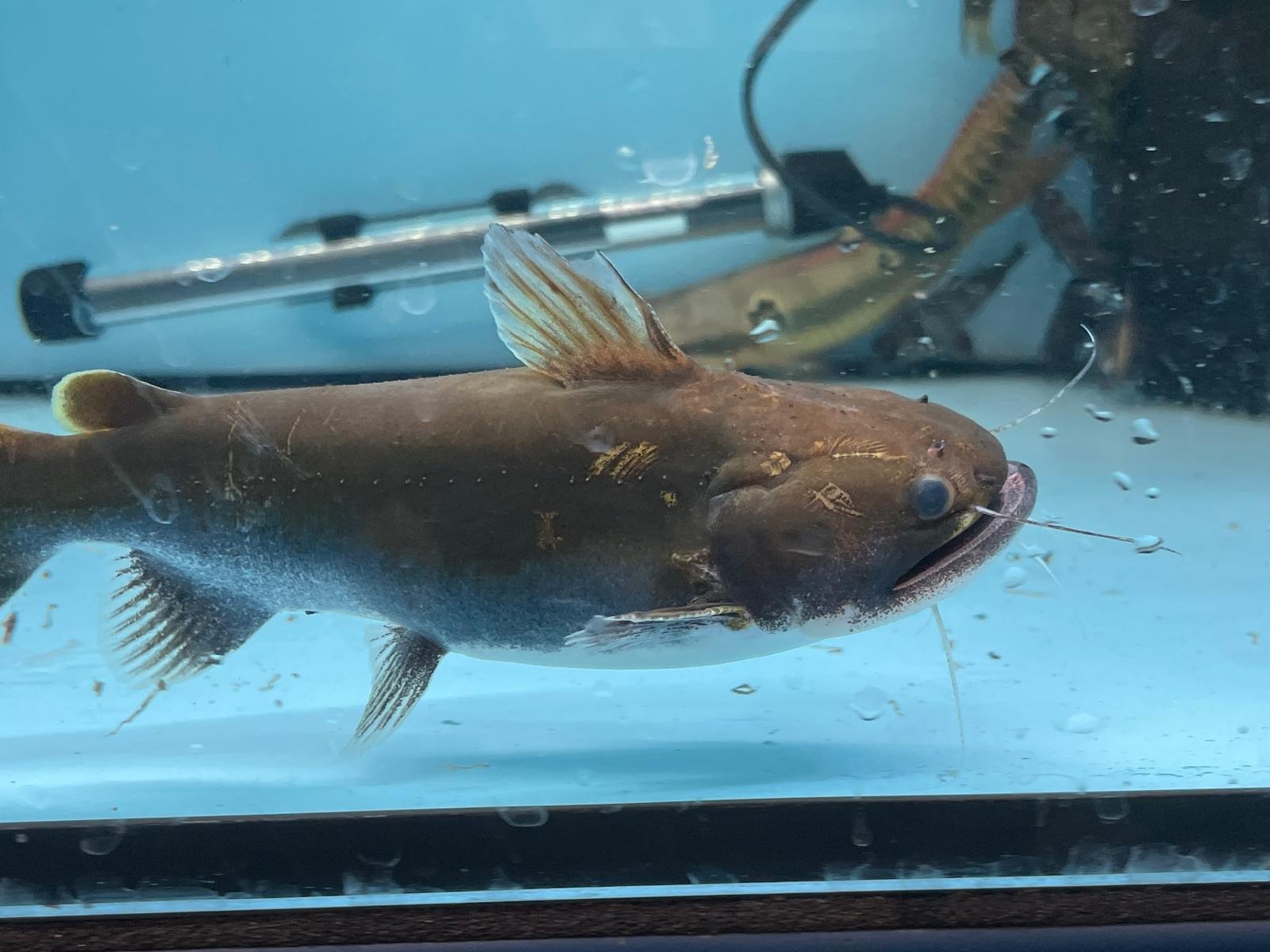 Gulper catfish - Rainforest Fish